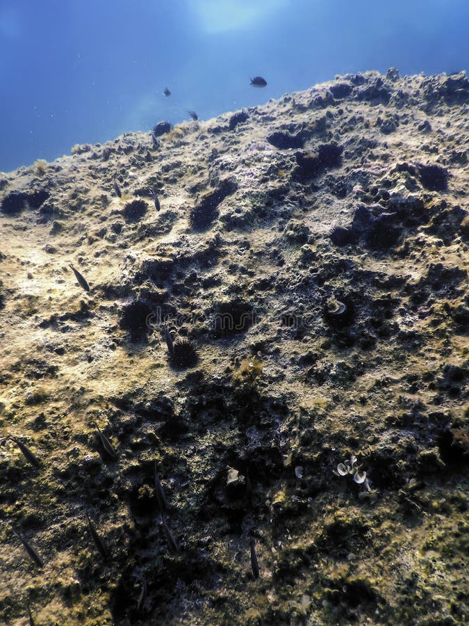 Rocks at Bottom of Ocean Floor Stock Photo - Image of environment ...