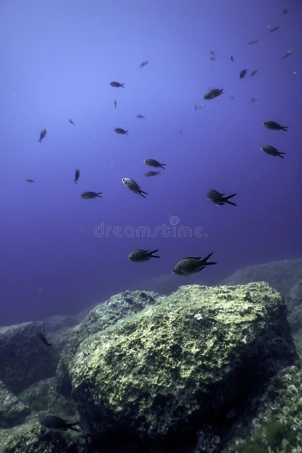 Rocks at Bottom of Ocean Floor Stock Image - Image of undercurrents ...