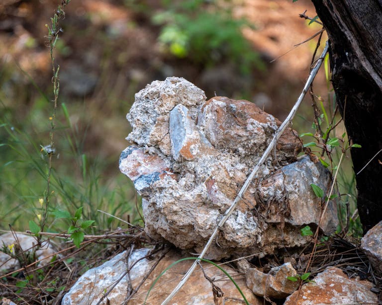 Rocks and Branches Outdoors - Nature Details Stock Photo - Image of ...