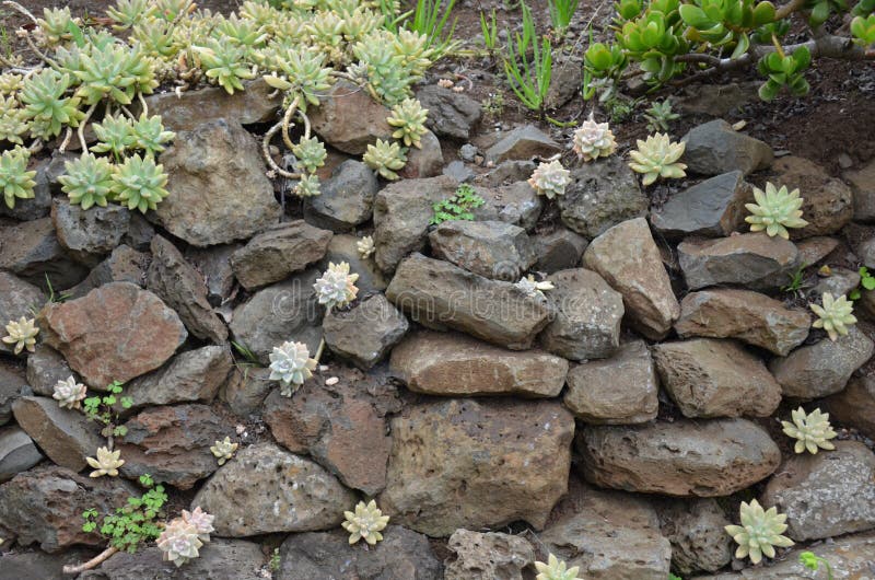 Rocks with Cactus Flowers stock image. Image of rock - 71045895