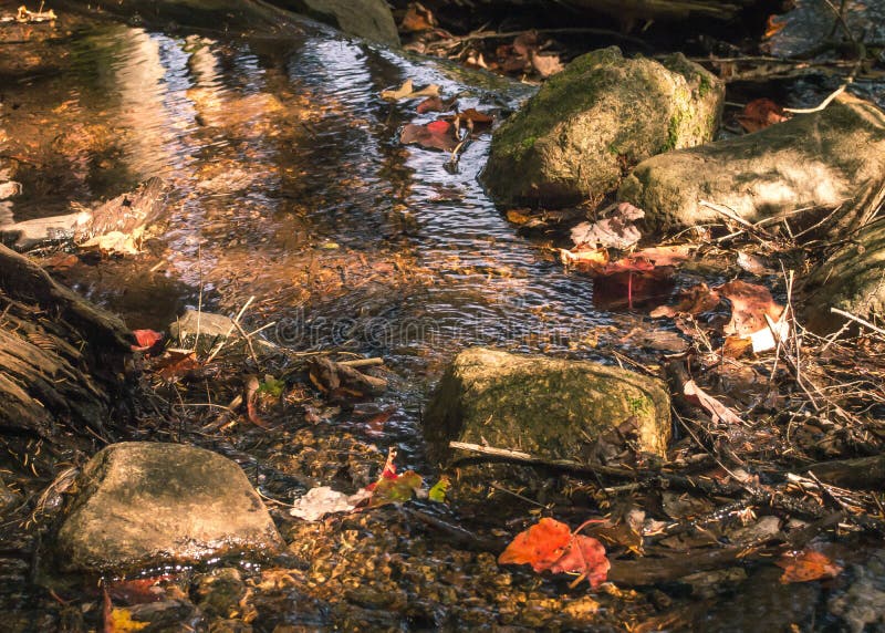 Rocks in a Calm Slow Moving Forest Stream Stock Image - Image of rocky ...