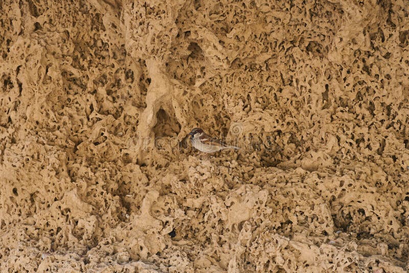 Rocks Close Up in the Mountains for Background Stock Image - Image of ...