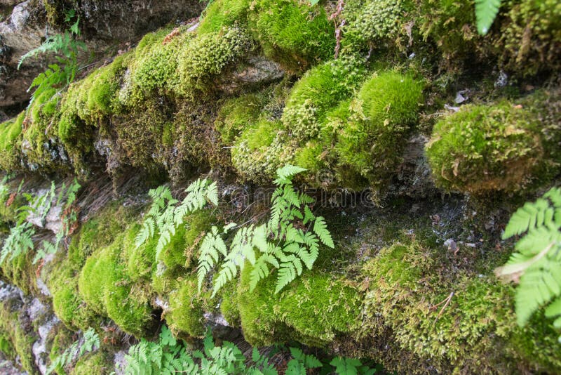 Rocks Composed of Layers. Stones Covered with Moss Stock Photo - Image ...