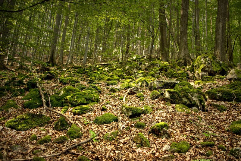Rocks Covered by Bryophyte stock photo. Image of moss - 42467524