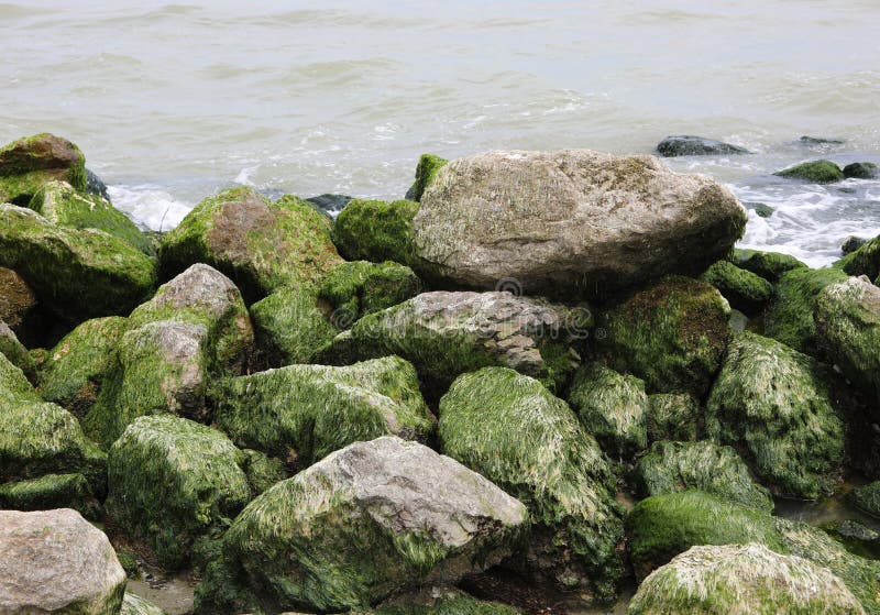Rocks Covered with Dry Green Algae during the Low Tide Stock Photo ...