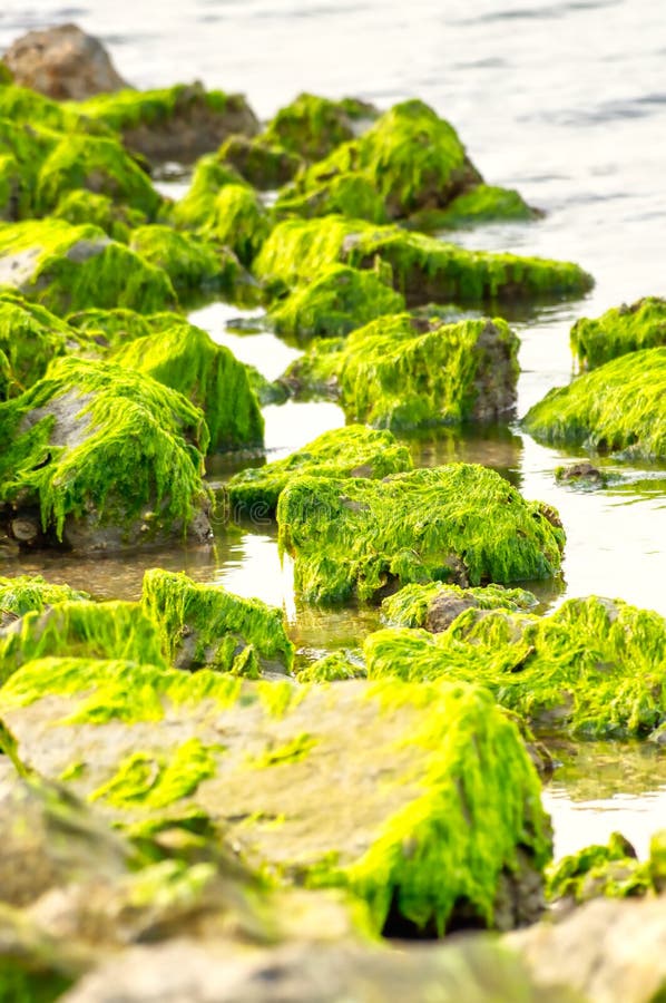 Green Algae Covered Rocks stock image. Image of boulders - 59415769