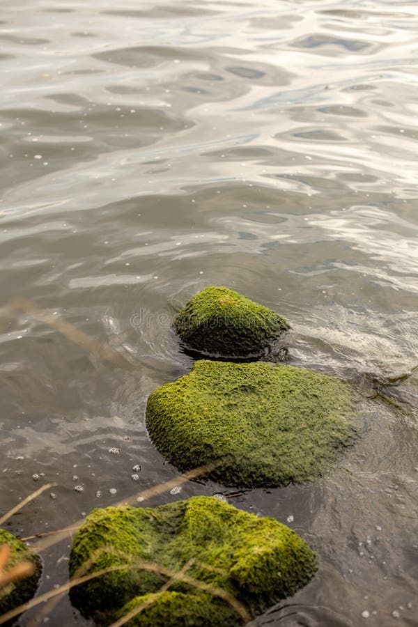 Rocks Covered in Moss in the Water Stock Photo - Image of fresh, rock ...