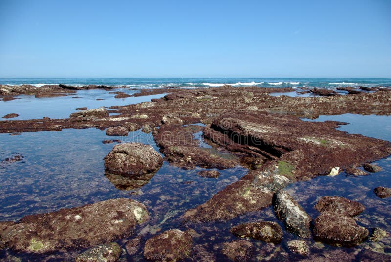 Rocks Covered with Red Algae on the Atlantic Coast Stock Photo - Image ...