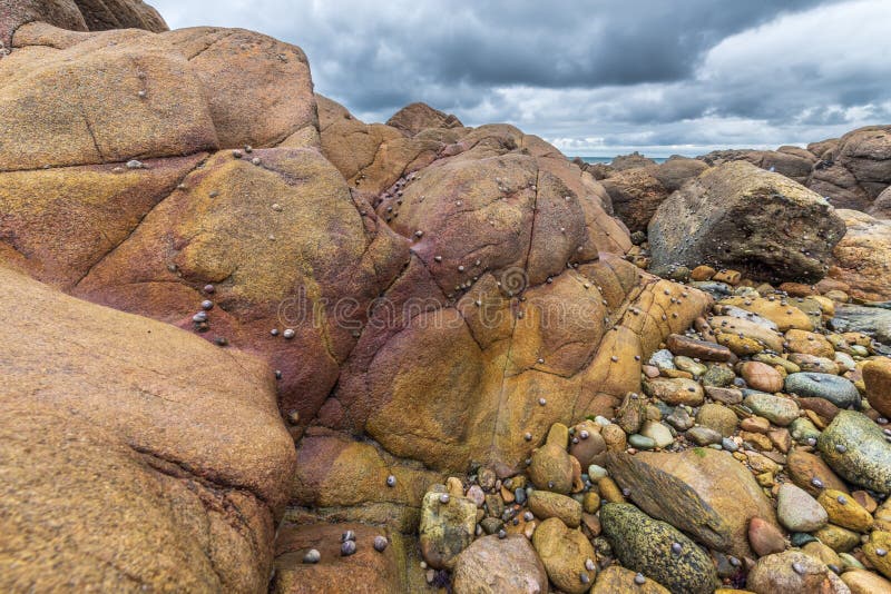 Rocks Covered with Shells on the Atlantic Coast Stock Photo - Image of ...