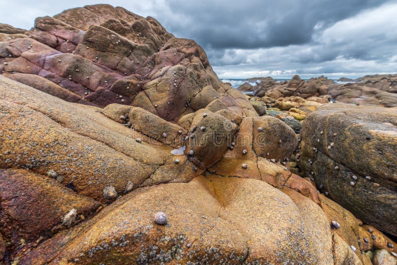 Rocks Covered with Shells on the Atlantic Coast Stock Image - Image of ...