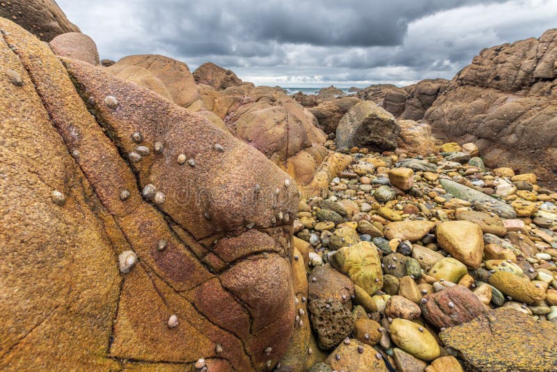 Rocks Covered with Shells on the Atlantic Coast Stock Photo - Image of ...