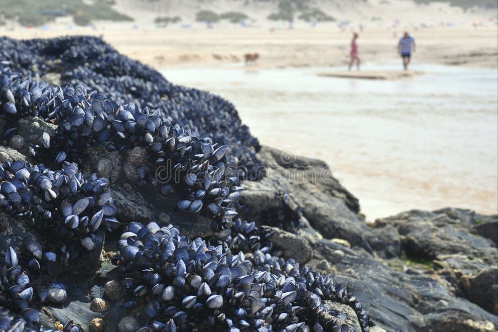 Rocks Covered by Shells, Beach in Background Stock Photo - Image of ...