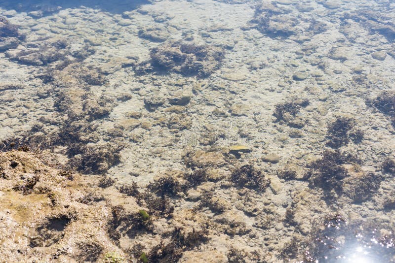 Dead Coral on the Beach or Seashore in Grey and Brown Color. Texture ...