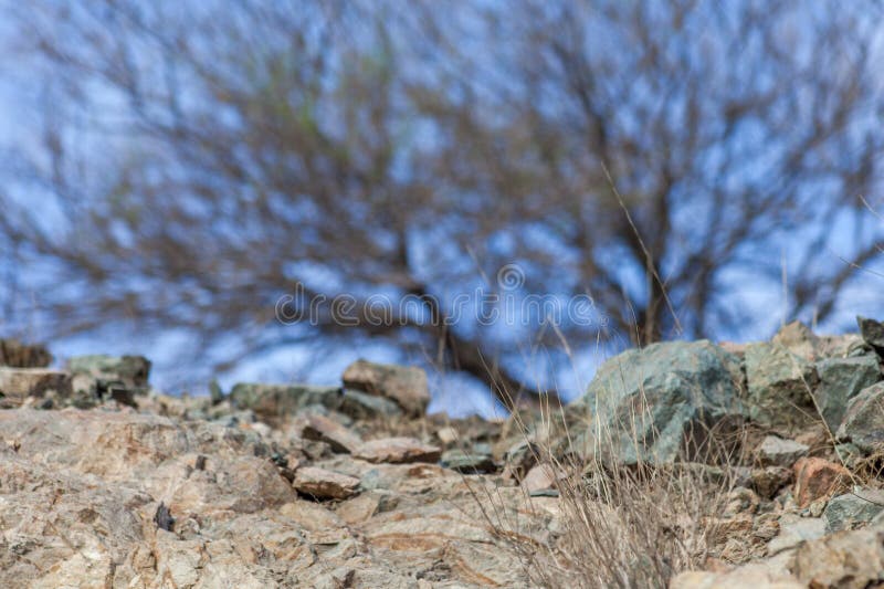 Rocks in Desert beside Dried Trees Stock Image - Image of beautiful ...