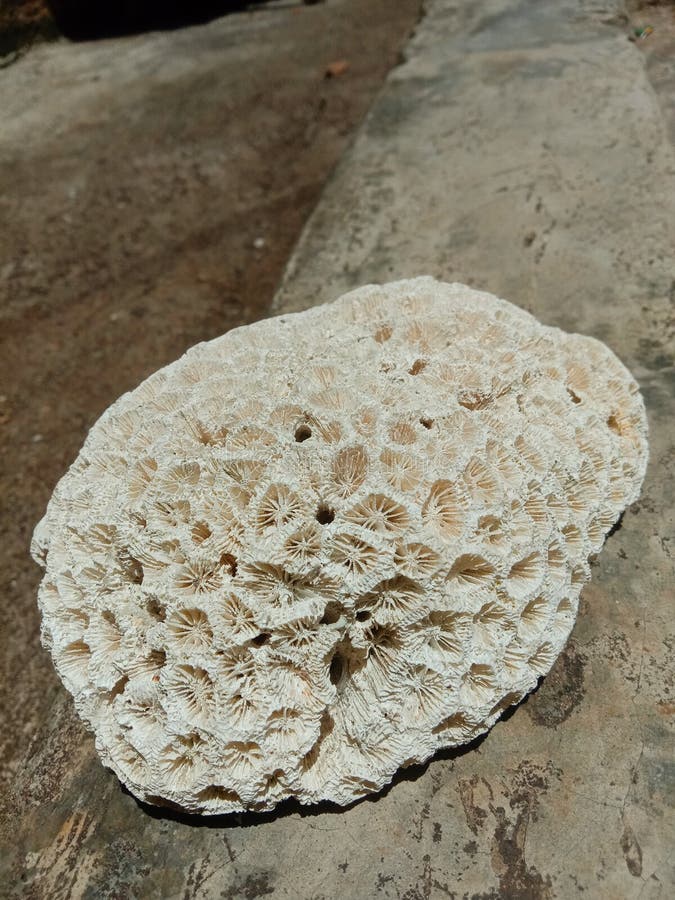 Rocks from the dry ocean stock photo. Image of oceans - 262689864