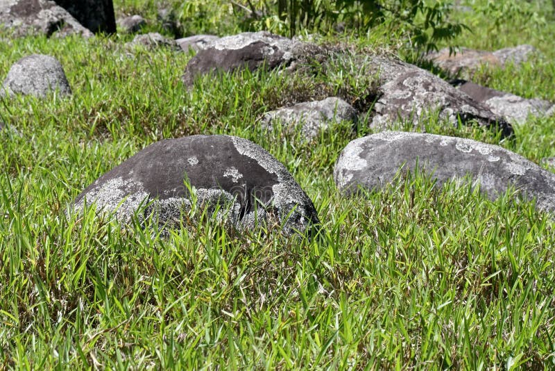 Rocks in a field stock photo. Image of stone, plant - 264044500