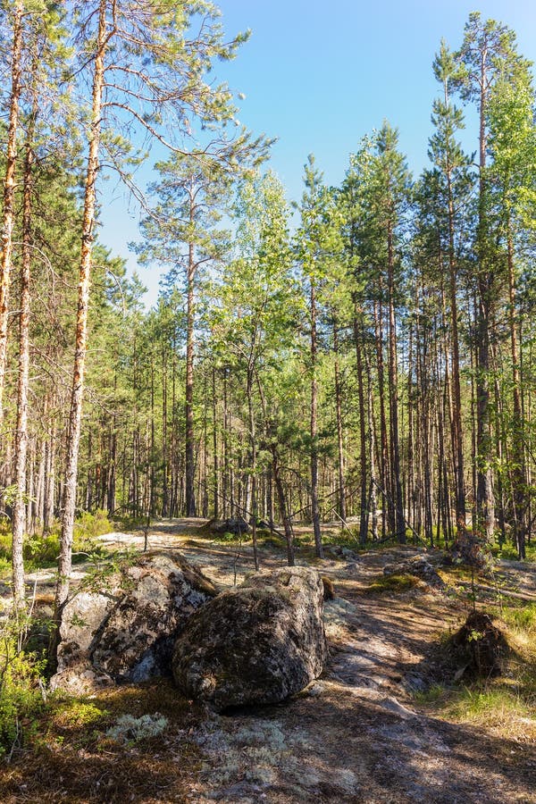 Rocks in forest stock image. Image of plant, season - 123431559