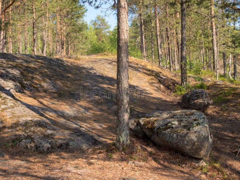 Rocks in the forest stock photo. Image of view, rock - 251097350