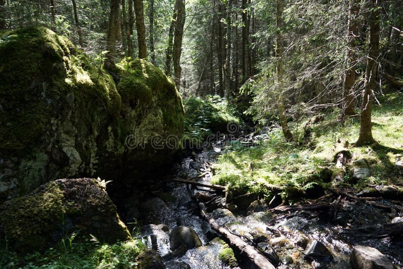 Rocks in forest stock image. Image of tree, leaves, rock - 156358961