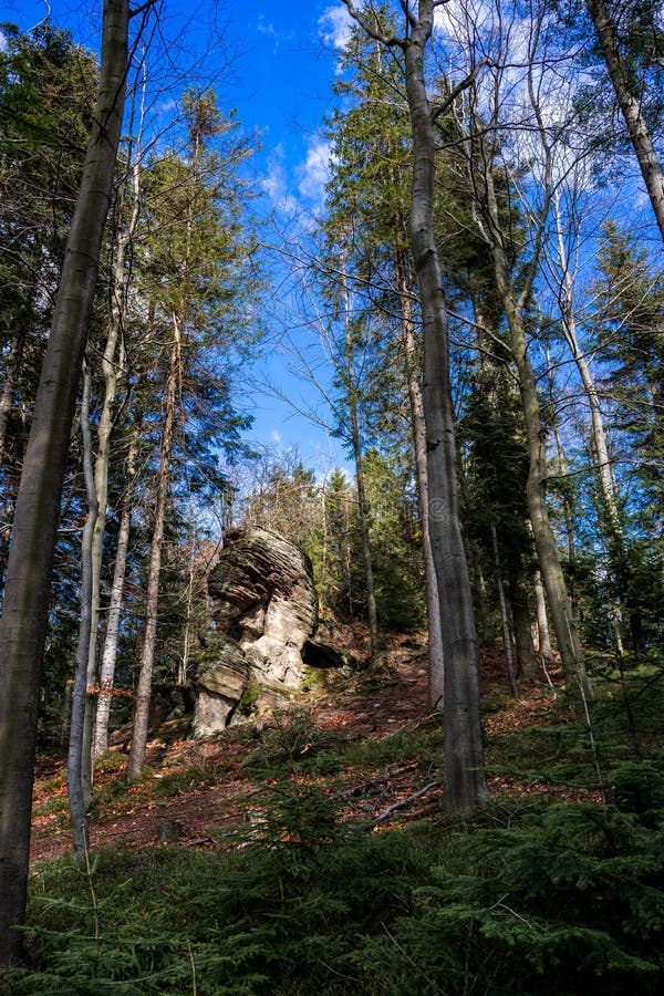 Rocks in a Forest among Trees. Stock Photo - Image of moss, forest ...