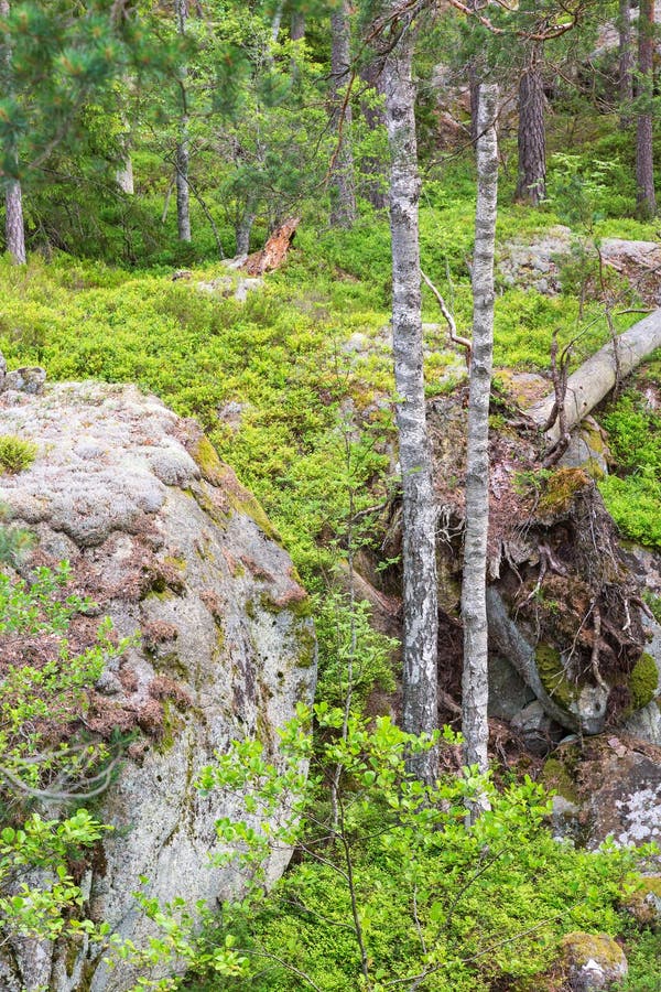 Rocks in forest stock image. Image of rocks, scenery - 57227535