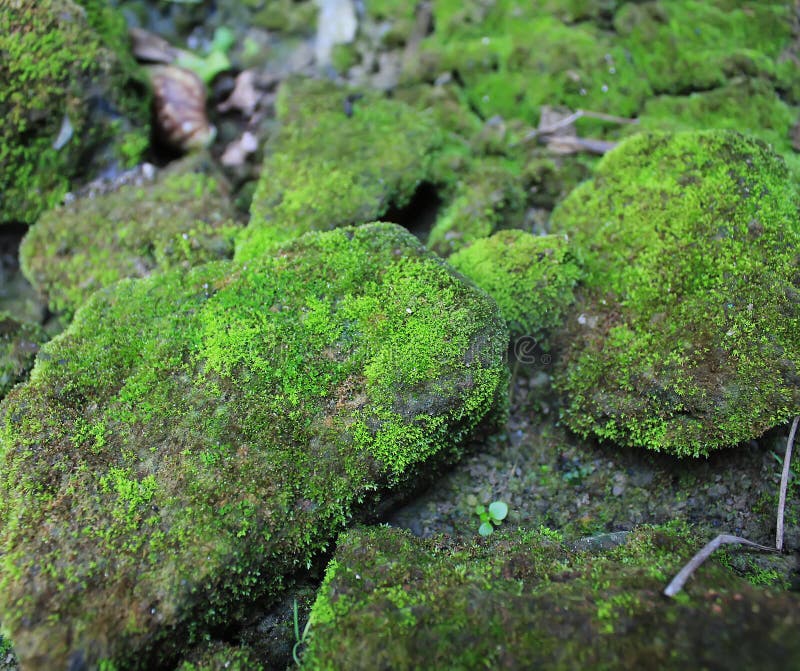 Rocks Full of Moss Texture in Nature for Wallpaper Stock Image - Image ...