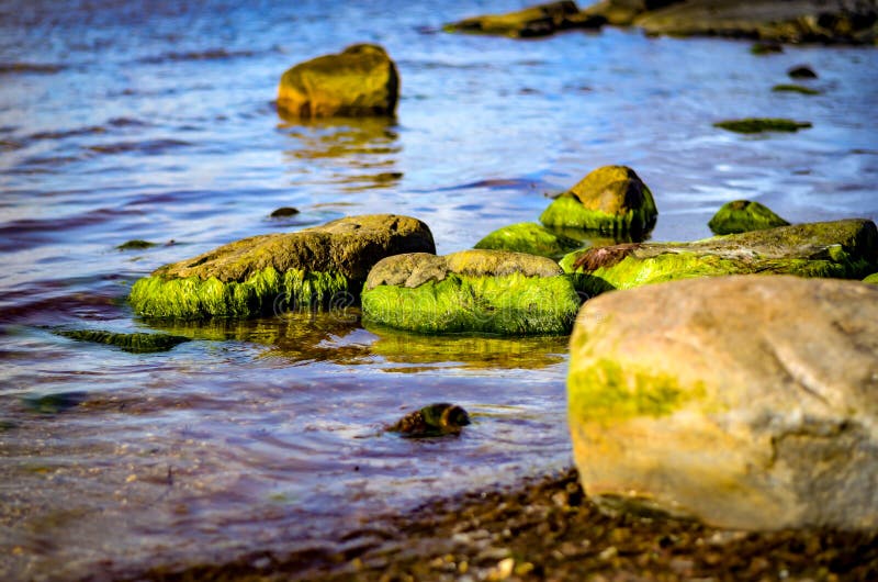 Rocks Grown with Intense Green Algae at Coastal Shore Stock Photo ...