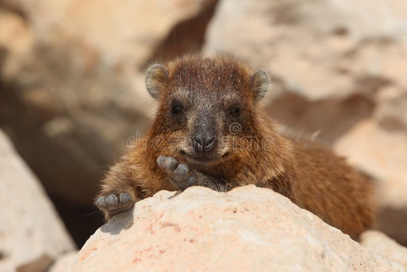 Rocks Hyrax (Procavia Capensis) Stock Photo - Image of hyrax, animal ...