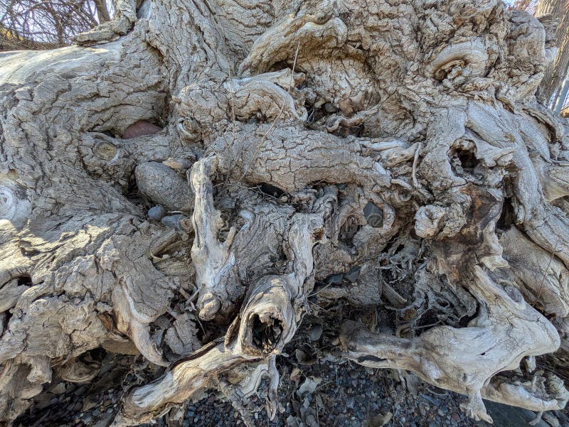 Rocks Imbedded in Large Tree Root Stock Image - Image of sculpture ...