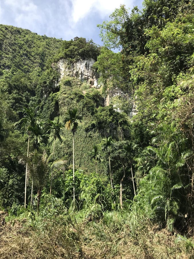 The rocks in the jungle stock photo. Image of palms - 123041516