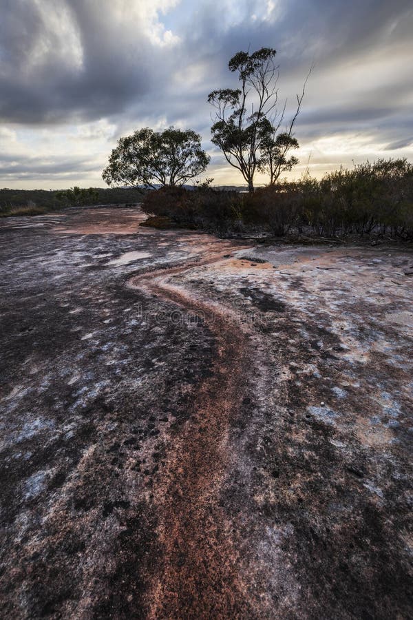 Rocks Leading To a Tree in Brisbane Water National Park in Australia ...