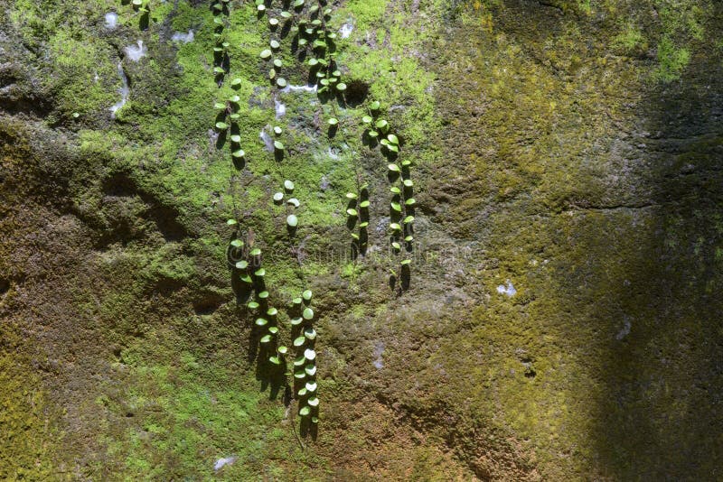 Rocks With Lichen And Ivy Plant Picture. Image: 118038980