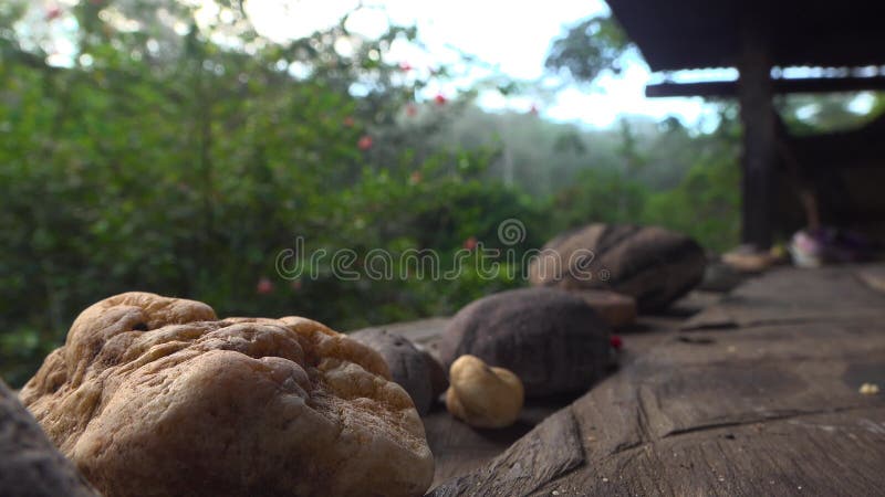 Rocks Lined Up on a Wooden Table in the Jungle Stock Footage - Video of ...