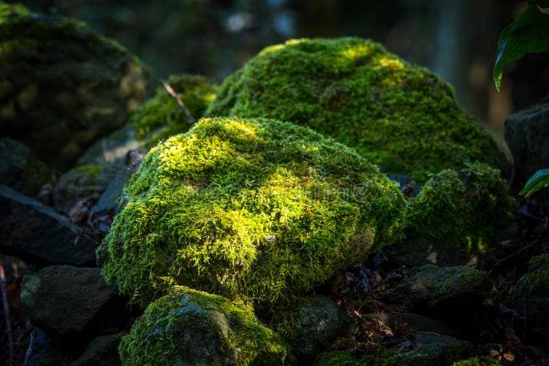 Rocks with moss stock photo. Image of texture, magical - 68632702