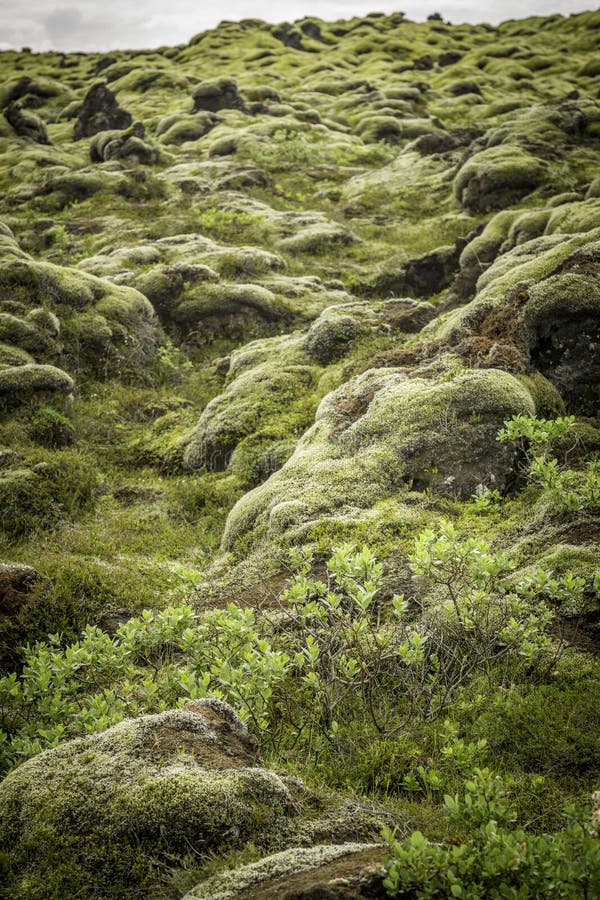 Rocks and Moss stock image. Image of green, wild, national - 43407367