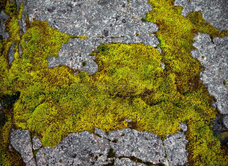 Rocks and Moss stock photo. Image of rock, moss, minimalistic - 45884100
