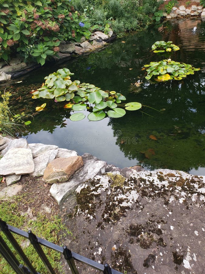 Rocks with Moss and Mold on Them Next To a Lake with Lily Pads Stock ...
