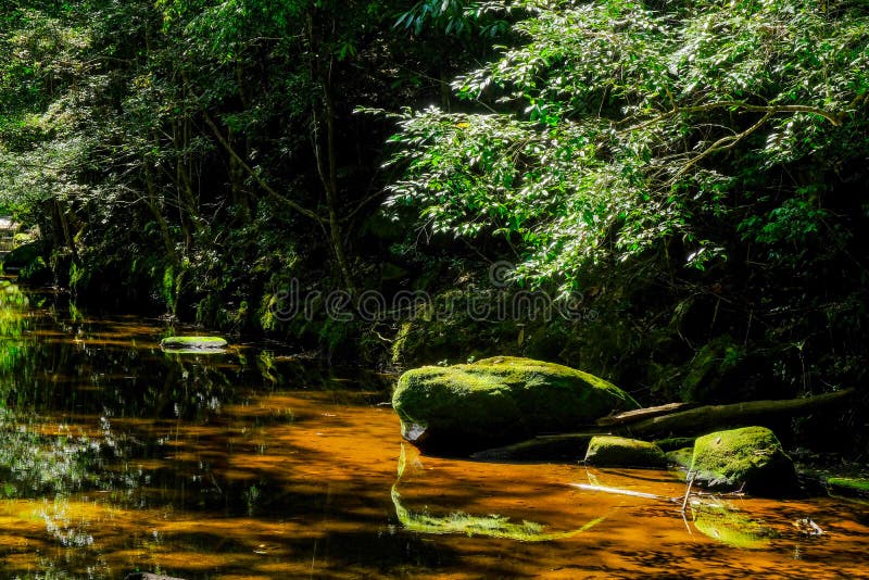 Rocks with Moss in Stream in the Tropical Rainforest Stock Image ...