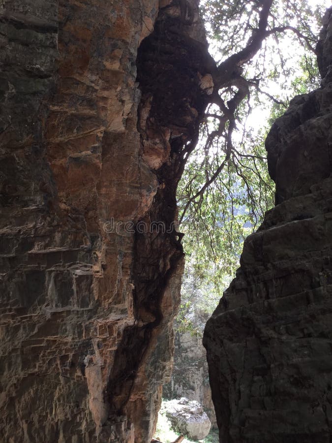 Rocks Cliffs, Climbing and Tree Growth Stock Image - Image of shop ...