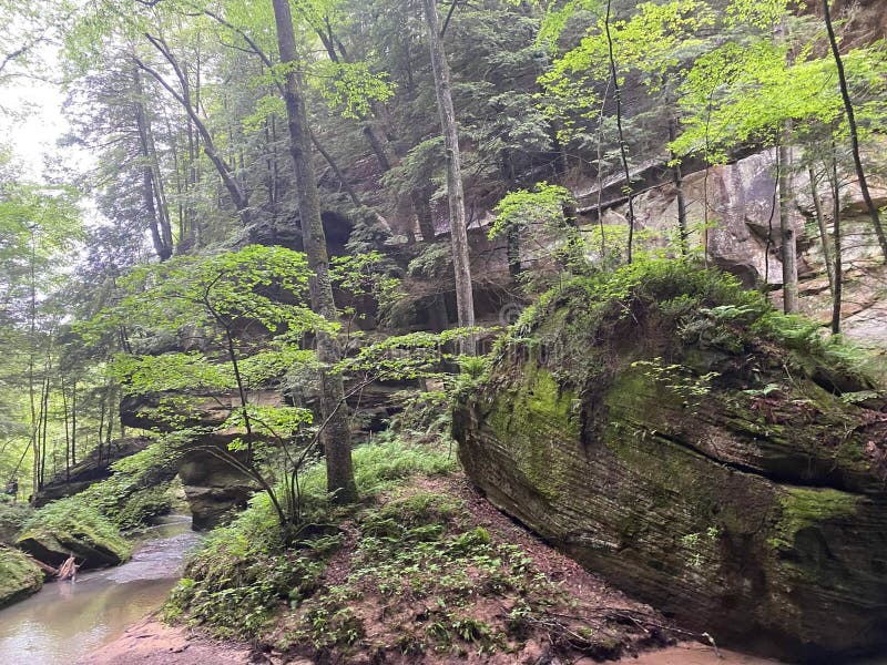 Rocks nature trees stock photo. Image of plant, rocks - 250913246
