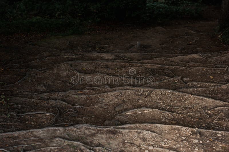Rocks Near Roots on Ground in Forest Stock Image - Image of rocks, wood ...