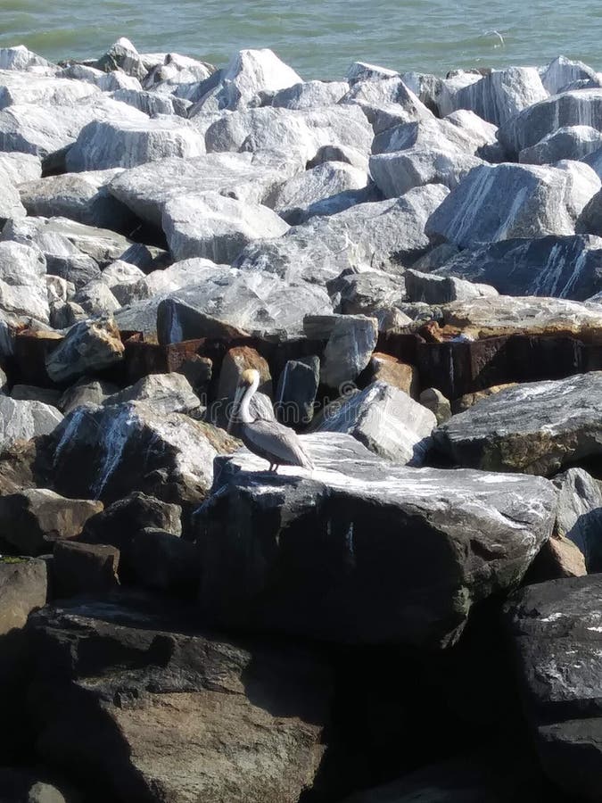 Rocks in Ocean stock image. Image of florida, beach - 158386461