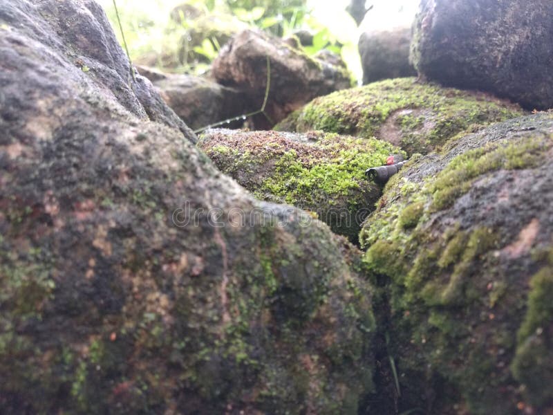 Rocks overgrown with grass stock image. Image of grass - 231545261