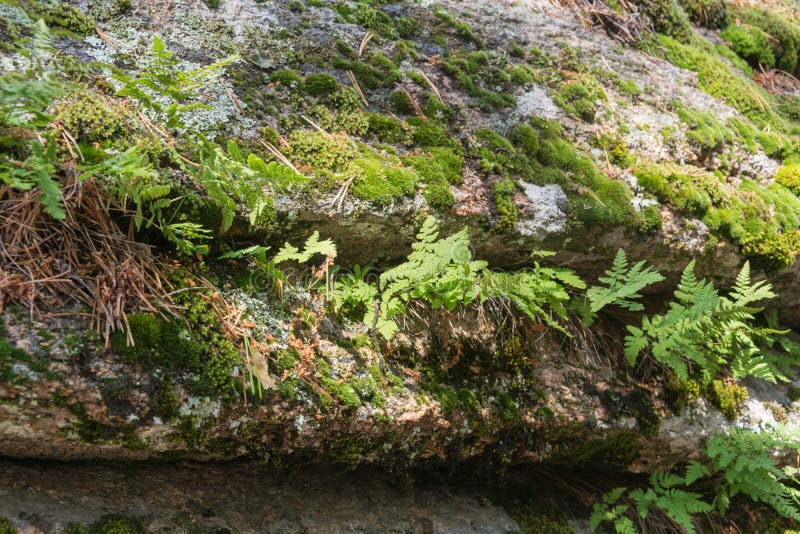 Rocks overgrown with moss. stock image. Image of rocks - 158750065