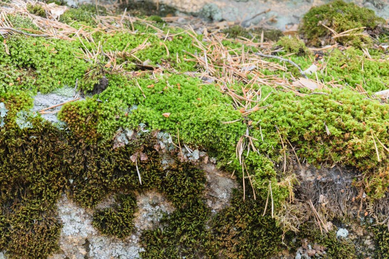 Rocks overgrown with moss. stock image. Image of structure - 158750403