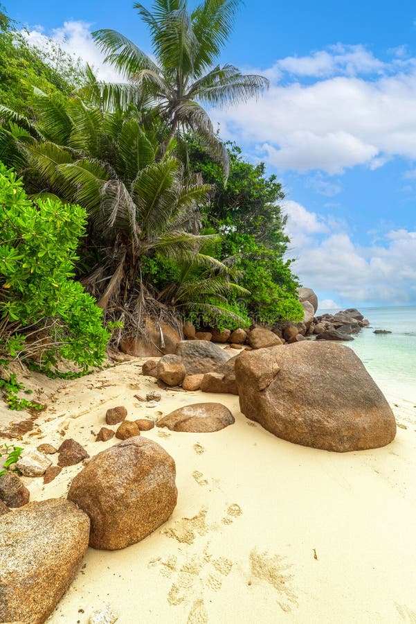 Rocks and Palm Trees in Anse Consolation Stock Photo - Image of nature ...
