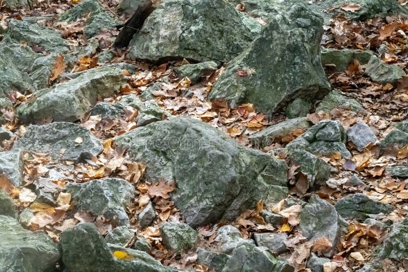 Rocks on Path or Trail in Forest Stock Image - Image of fall, texture ...