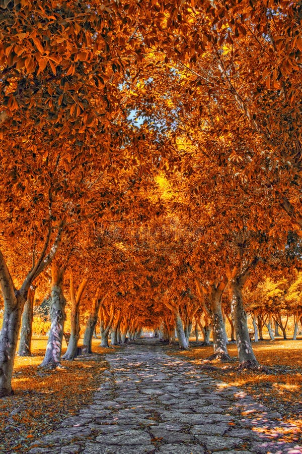 Rocks Path Under Golden Trees in a Park. Fall Landscape Stock Photo ...