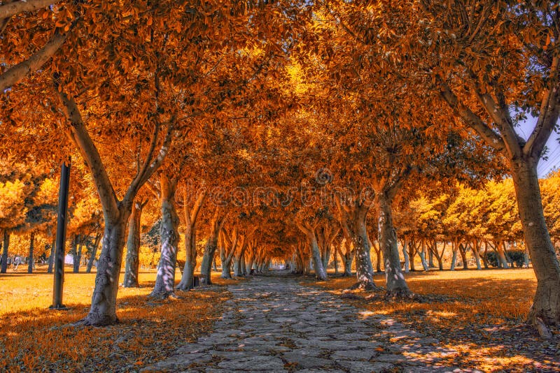 Rocks Path Under Golden Trees in a Park. Fall Landscape Stock Photo ...