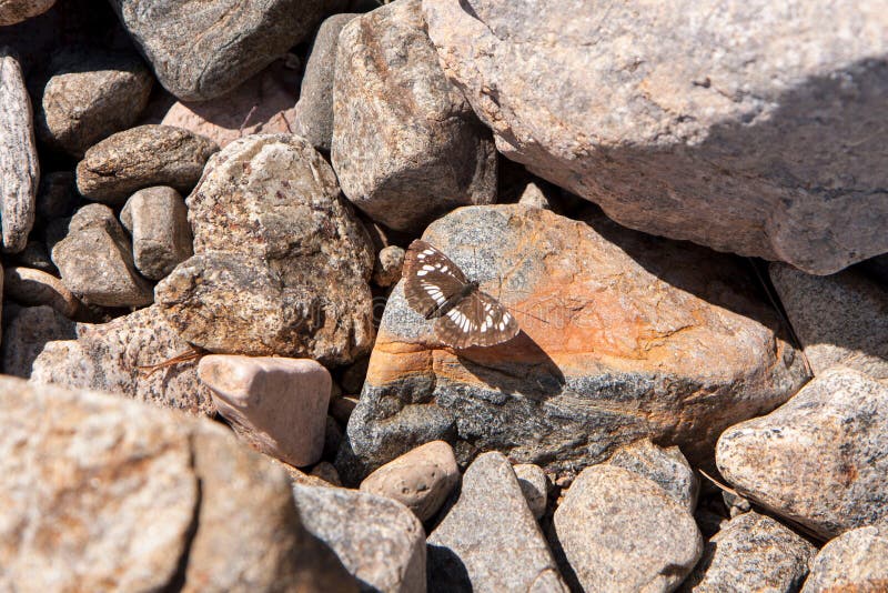 Butterfly on Stones and Pebbles on the Shore in the Water, Various ...